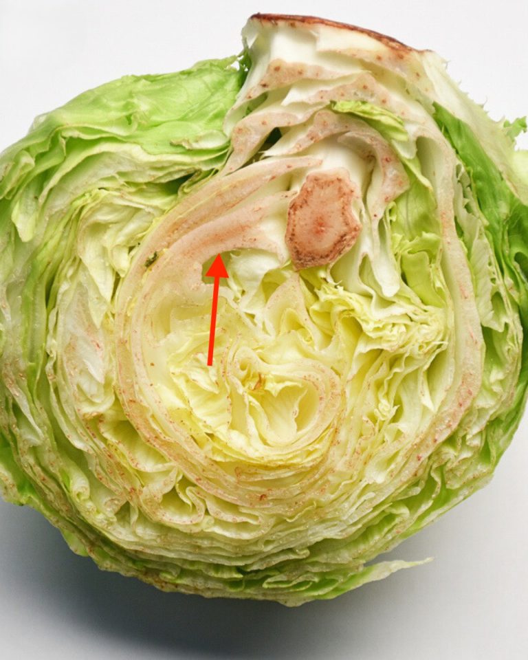 Why Does Lettuce Turn Pink? Understanding the Science Behind the ...